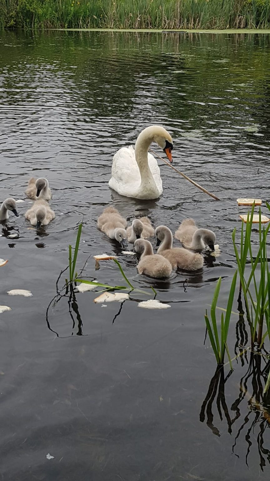 UPDATE: INJURED SWAN IS IN FINE FETTLE - Teddington, Middlesex, UK