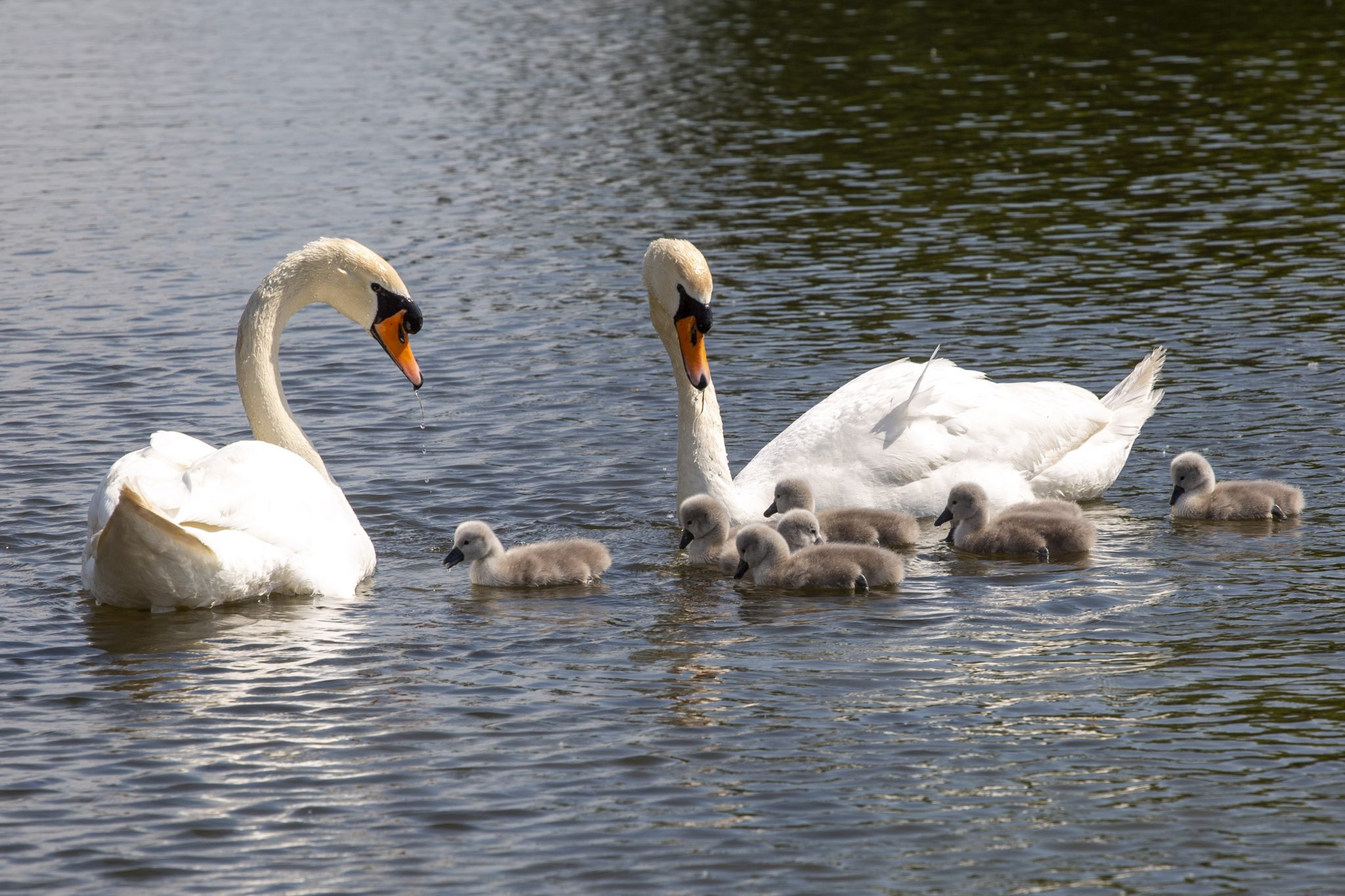 SIX CYGNETS LOST OVERNIGHT IN BUSHY PARK - Teddington, Middlesex, UK