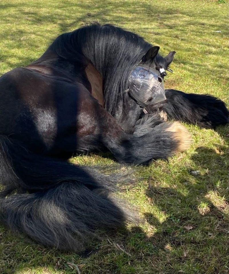 PARK LANE STABLES FAVOURITE ‘BLACK BEAUTY’ IN BRAVE FIGHT FOR LIFE ...