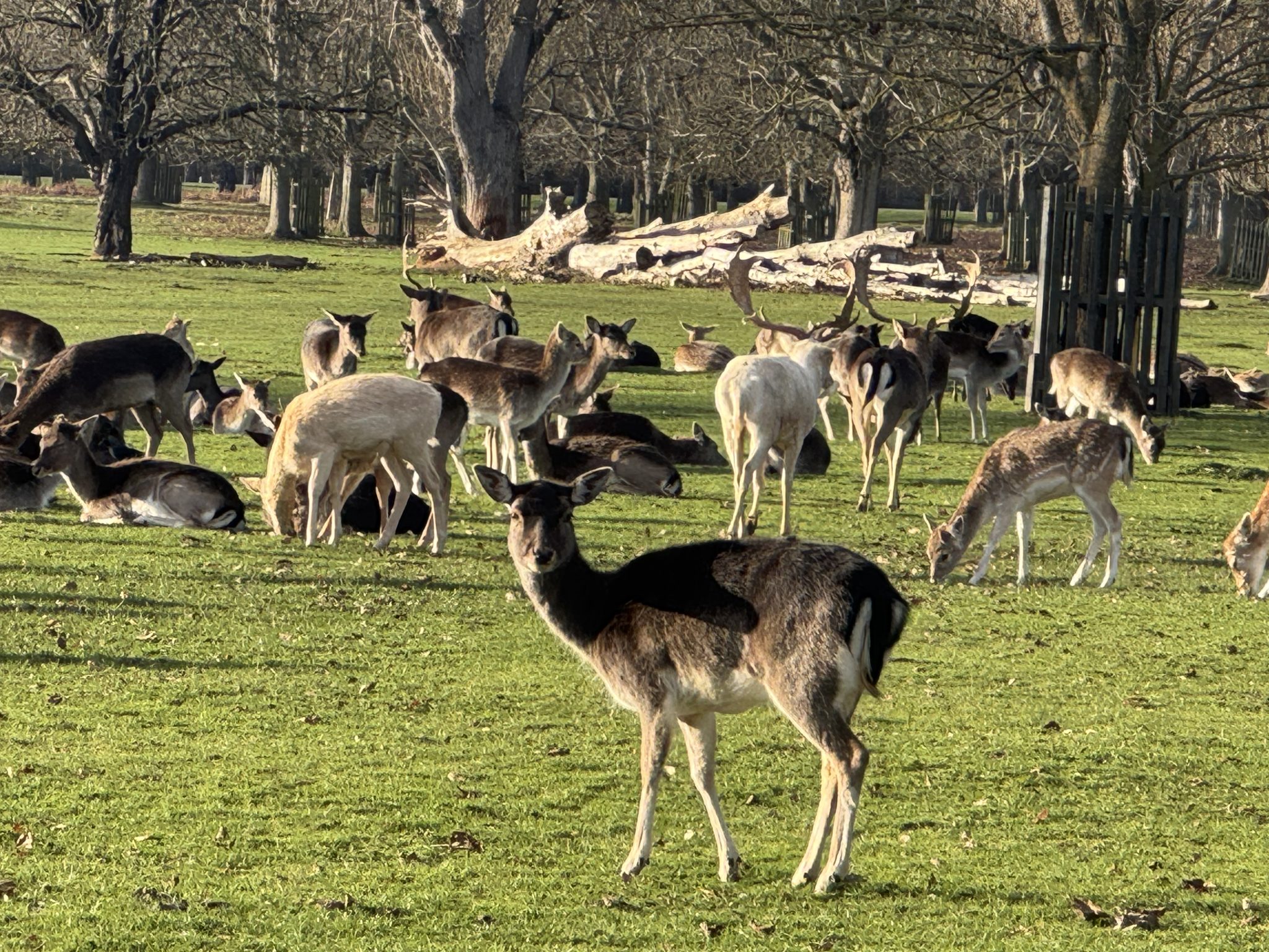 NEW DEER CULL STARTS IN BUSHY PARK ON JANUARY 12 - Teddington ...