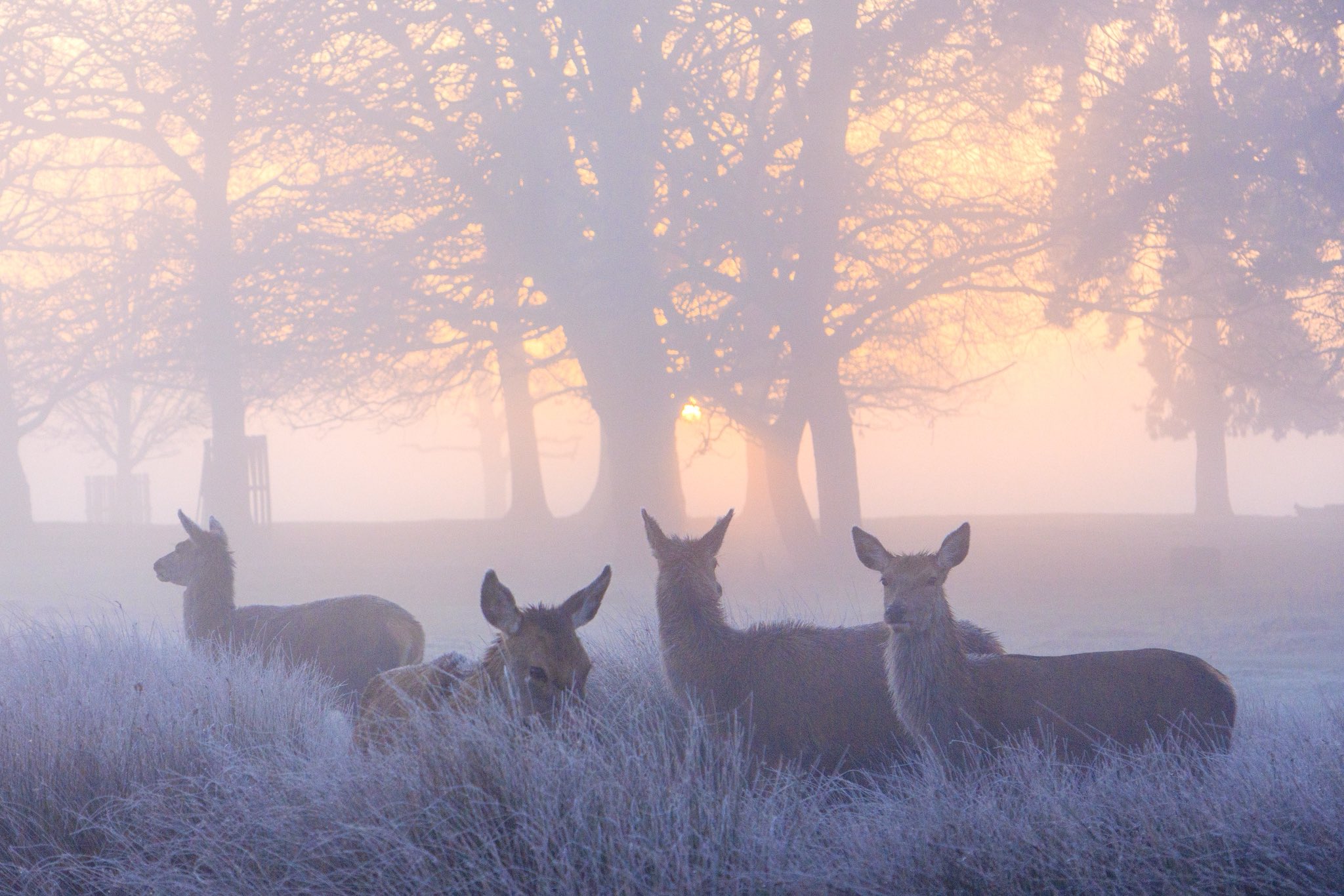 STUNNING BUSHY PARK IMAGES ON A FROSTY MORNING - Teddington, Middlesex, UK